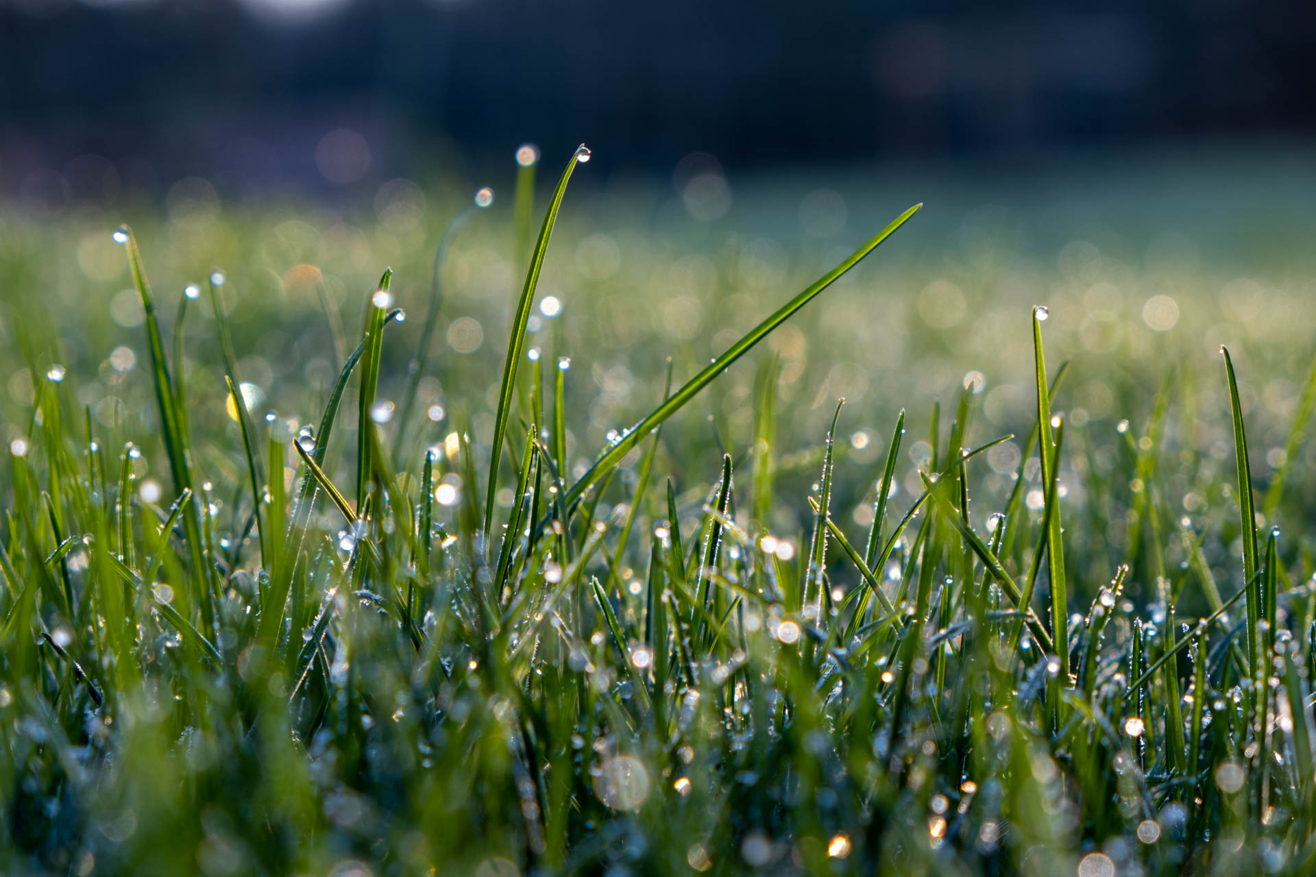 Rasen Schwab - Rollrasen aus Bayern
