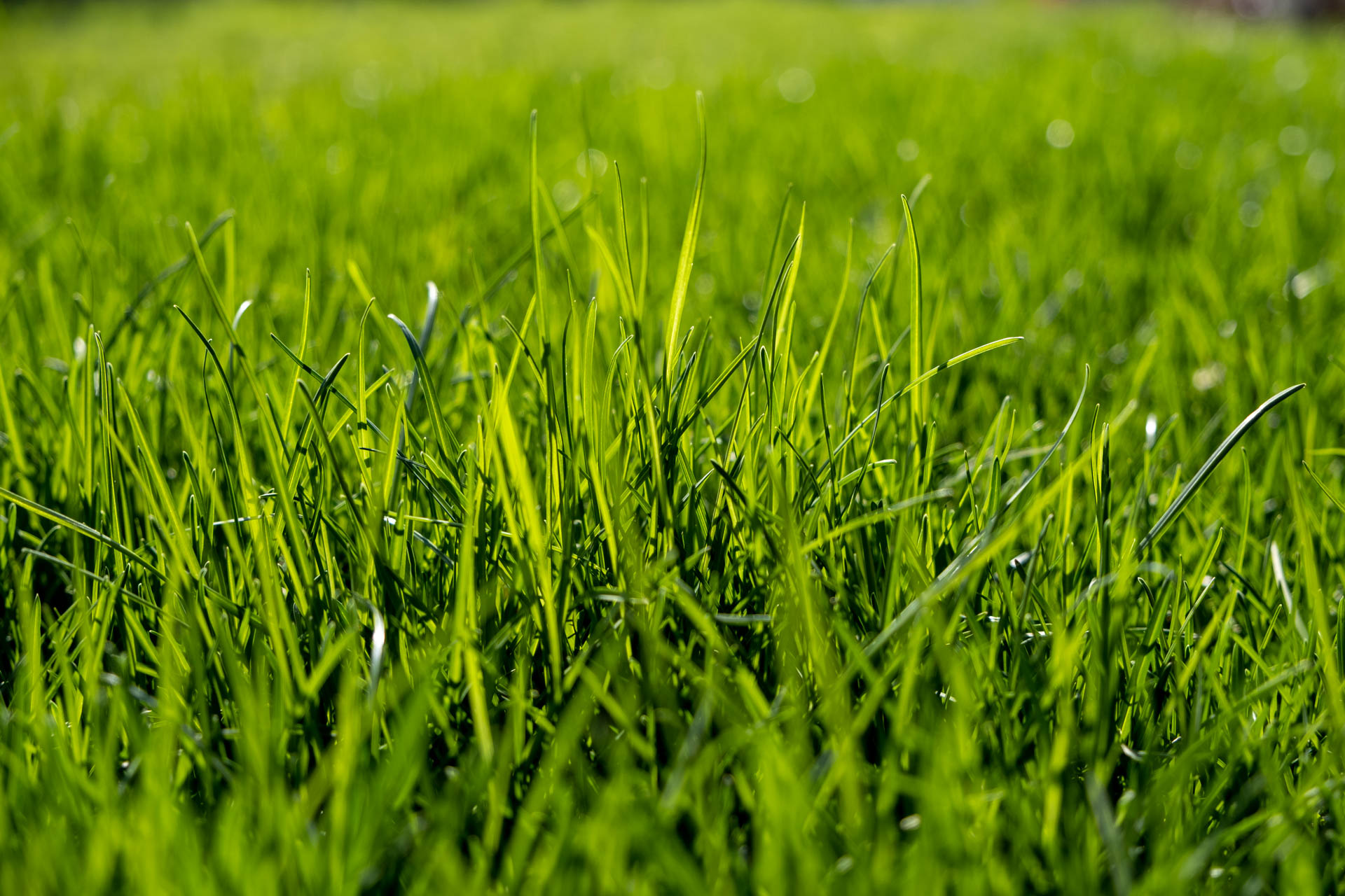 Rollrasen für Berchtesgaden - Rasen Schwab - Aus Bayern
